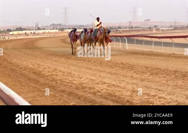 Camel rider leads camels on dusty desert track, beige sand reflecting ...