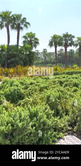 Eco-friendly road design highlights modern landscape with palm trees ...