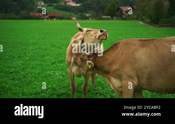 Breeding cow mating Stock Videos & Footage - HD and 4K Video Clips - Alamy