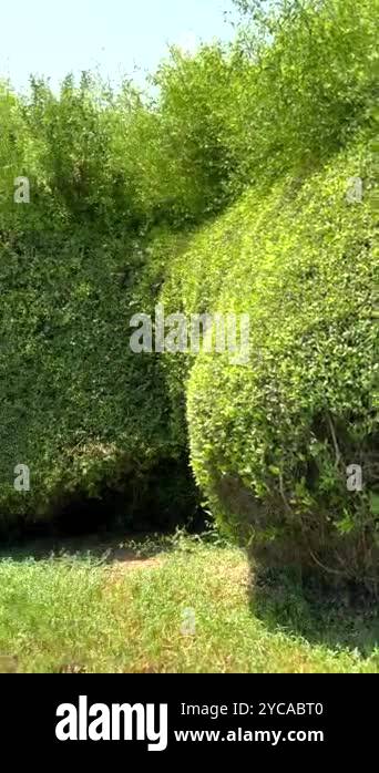 Modern landscape design features carefully sculpted bushes, adding ...