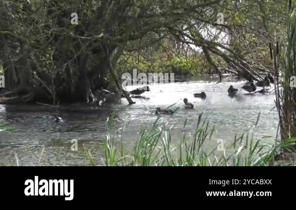 Duck under tree Stock Videos & Footage - HD and 4K Video Clips - Alamy