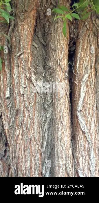 Raw tree forms Stock Videos & Footage - HD and 4K Video Clips - Alamy