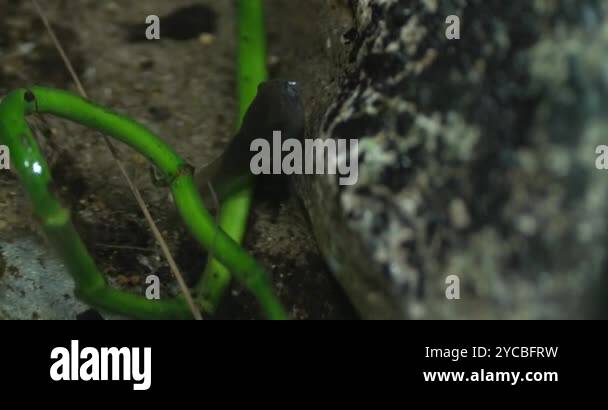 Metamorphosis of a tadpole Stock Videos & Footage - HD and 4K Video ...