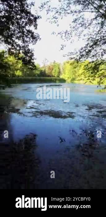Immerse yourself in the tranquility of nature with this calming video ...