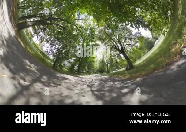 Trees through a fisheye lens Stock Videos & Footage - HD and 4K Video ...