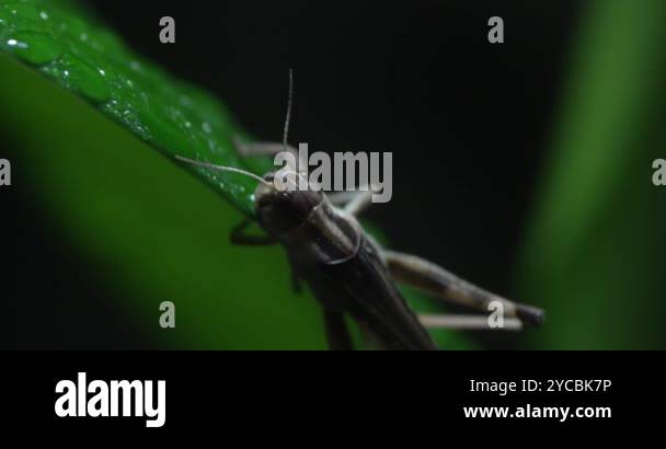 This video provides a detailed, up-close view of a grasshopper on a ...