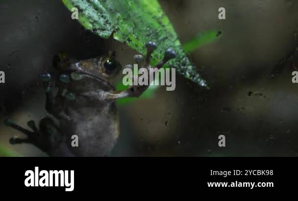 Frog facing camera Stock Videos & Footage - HD and 4K Video Clips - Alamy
