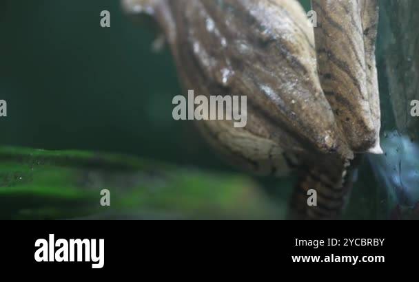 This is an amazing close-up video of a tree frog on a glass window. The ...