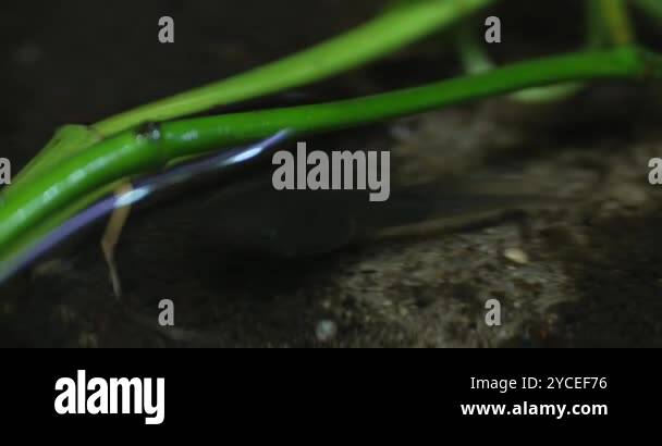 This video provides a comprehensive view of the life cycle of a tadpole ...
