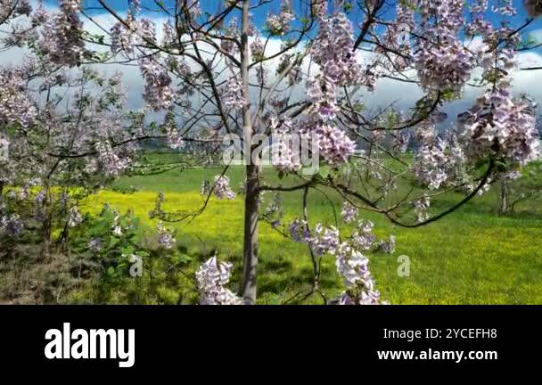 Paulownia tomentosa flower in the garden in spring, beautiful empress ...