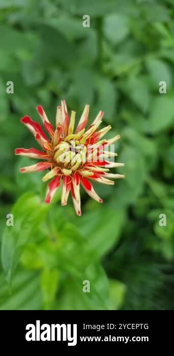 Stages of flower Stock Videos & Footage - HD and 4K Video Clips - Alamy