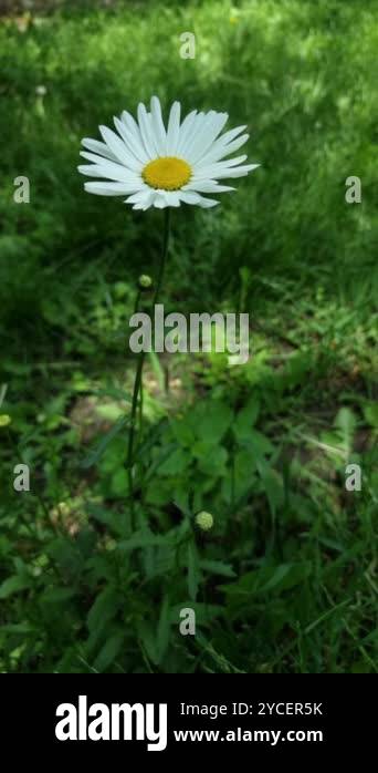 White daisy green center Stock Videos & Footage - HD and 4K Video Clips ...