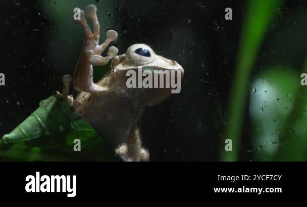Frog skin surface Stock Videos & Footage - HD and 4K Video Clips - Alamy