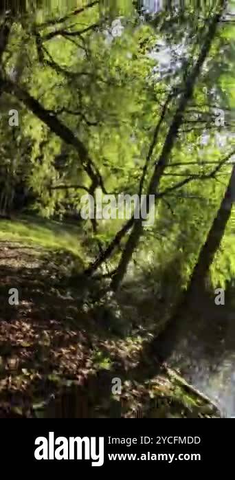 Immerse yourself in the beauty of nature with this calming video of a ...