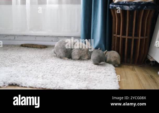 Adorable mother three baby rabbits Stock Videos & Footage - HD and 4K ...