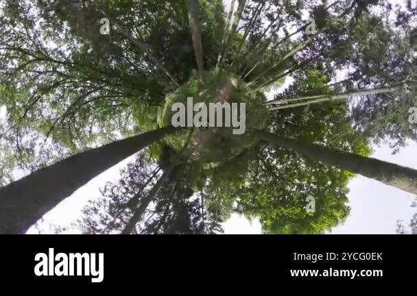 This 360-degree video takes you on a walk through a beautiful forest ...