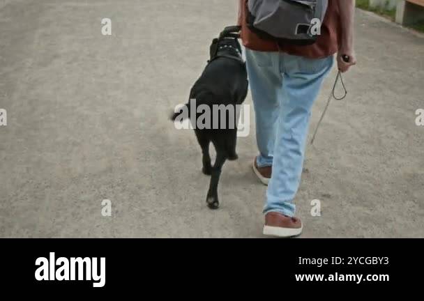 Guide dog harness Stock Videos & Footage - HD and 4K Video Clips - Alamy