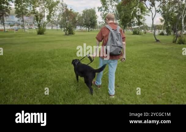 Back view black labrador retriever Stock Videos & Footage - HD and 4K ...
