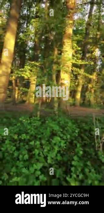 A first-person view FPV flight through a lush green forest. The video ...