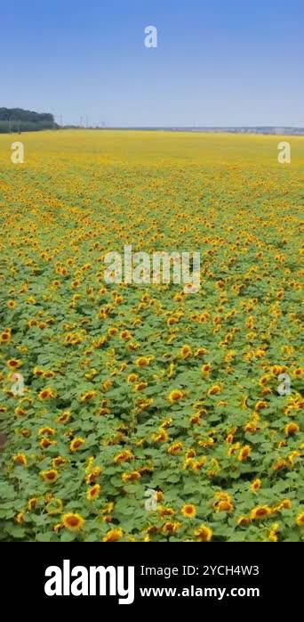 Farmland of sunflowers. Fields with flowering yellow agriculture plants ...