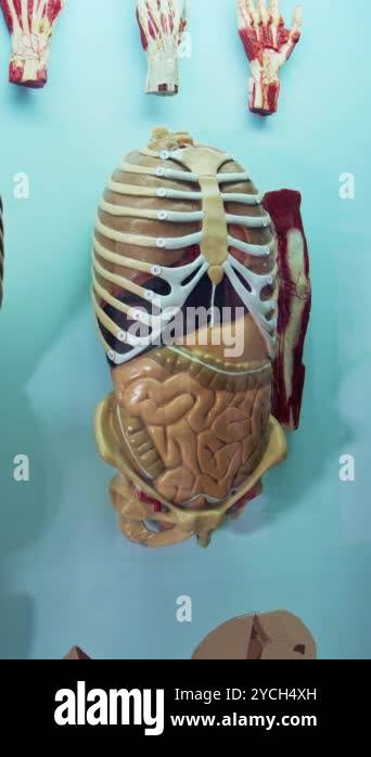 Anatomical dummy Stock Videos & Footage - HD and 4K Video Clips - Alamy