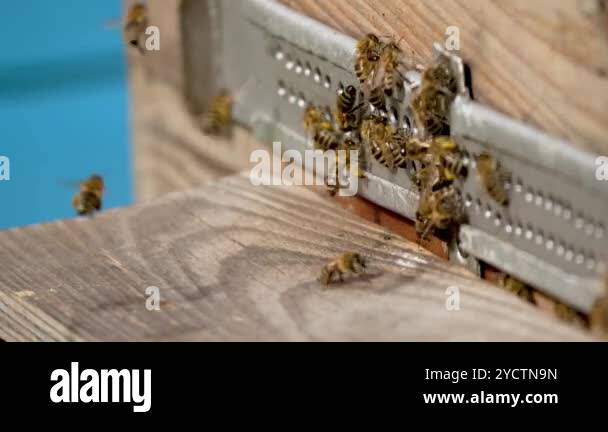 Honey insects swarm and fly around their hive. Bees turn nectar into ...