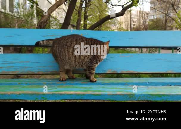 Big Cute street stray cat trying to attract attention and please ...