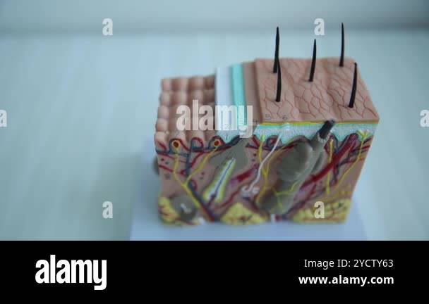 The Human Skin Cross-Section plastic model. Detailed human skin ...