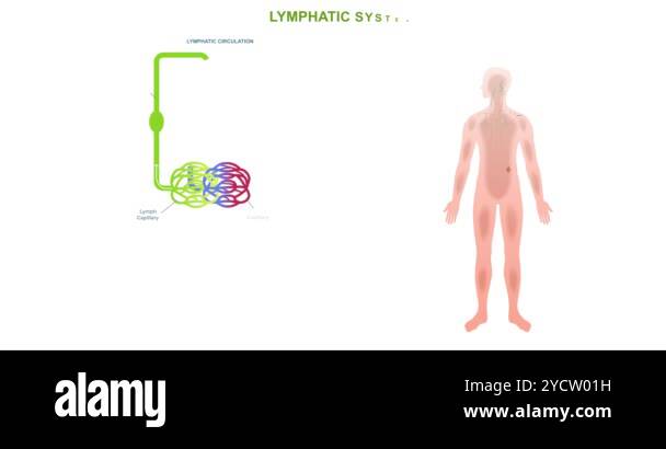 Lymphatic vessels anatomy Stock Videos & Footage - HD and 4K Video ...