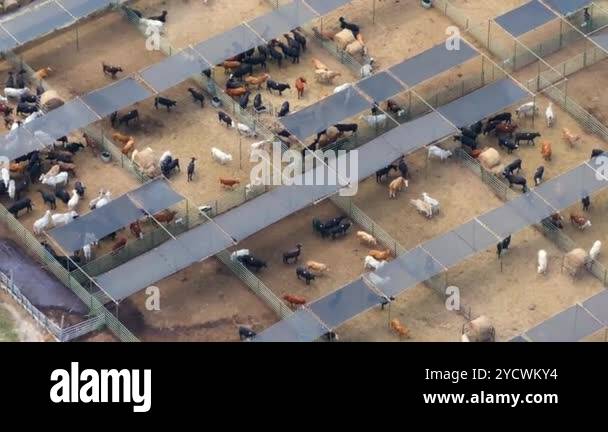 Large stockyard with meat cows. Feeding of cattle on farm feedlot in ...