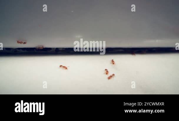 Ant problem ant invasion Stock Videos & Footage - HD and 4K Video Clips ...