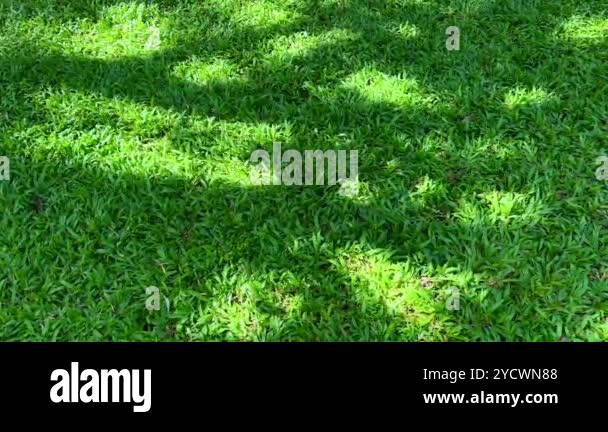 Grass tree shadow field Stock Videos & Footage - HD and 4K Video Clips ...