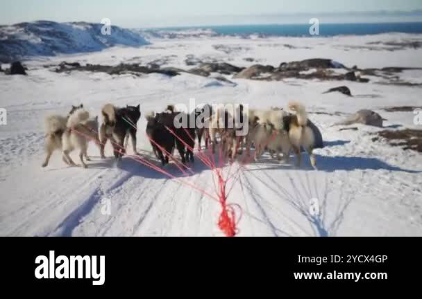 Back view of huskies pulling a sled across snowy terrain, with the sea ...