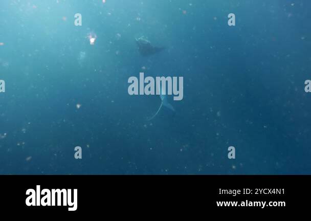 White underside of manta ray Stock Videos & Footage - HD and 4K Video ...