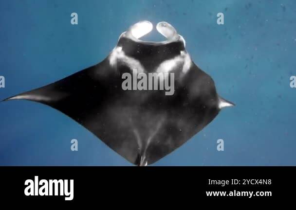 Spreading lobes Stock Videos & Footage - HD and 4K Video Clips - Alamy