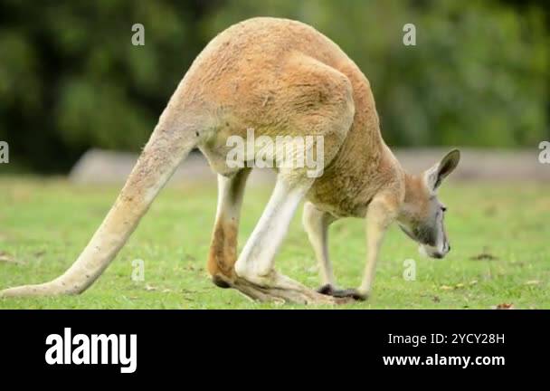 The Red Kangaroo exploring its surrounding during the day. The red ...