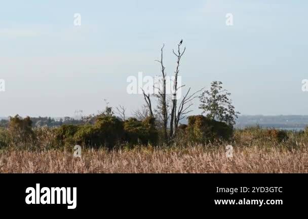 Withered old Stock Videos & Footage - HD and 4K Video Clips - Alamy