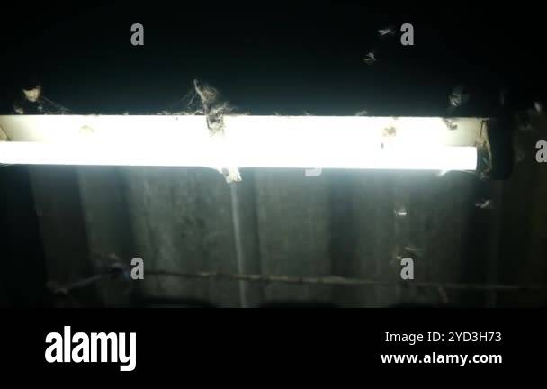 Flying house moths Stock Videos & Footage - HD and 4K Video Clips - Alamy