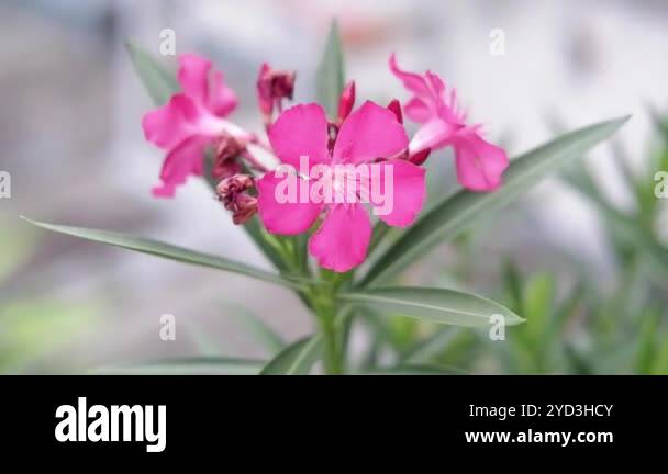 Nerium oleander pink purple Stock Videos & Footage - HD and 4K Video ...