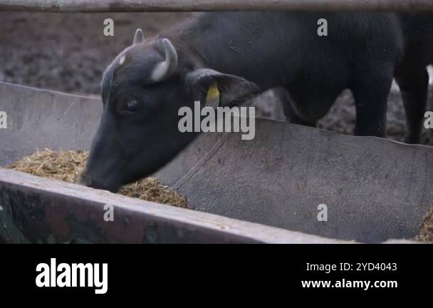 Close-up of water buffaloes feeding in a row at a trough, with focused ...