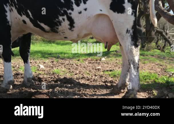 A close-up view of a dairy cows udder in a pasture. The image shows the ...