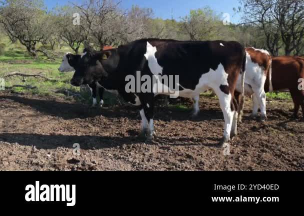 Close-up of cows standing together in a farm setting, showing their ...