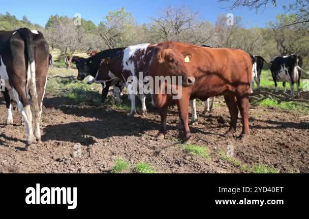 Close-up of cows standing together in a farm setting, showing their ...