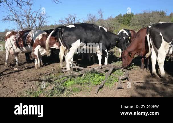 Close-up of cows standing together in a farm setting, showing their ...