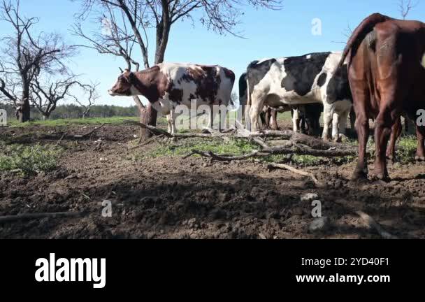Close-up of cows standing together in a farm setting, showing their ...