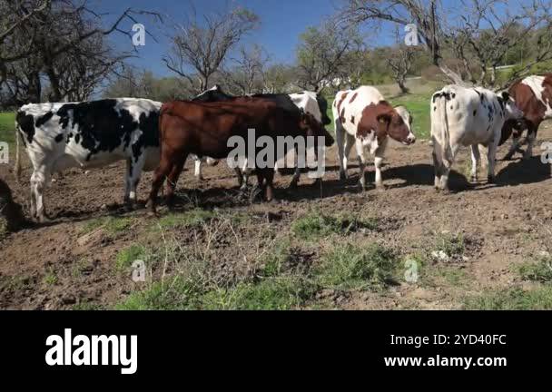Close-up of cows standing together in a farm setting, showing their ...
