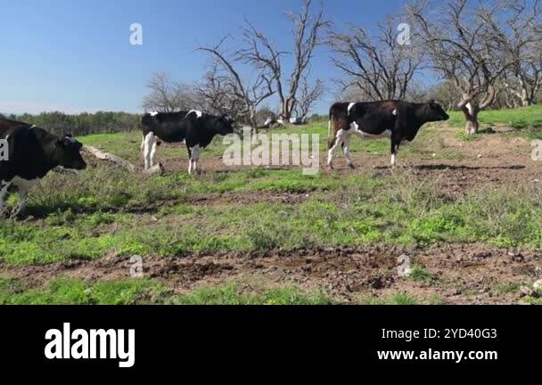 Close-up of cows standing together in a farm setting, showing their ...