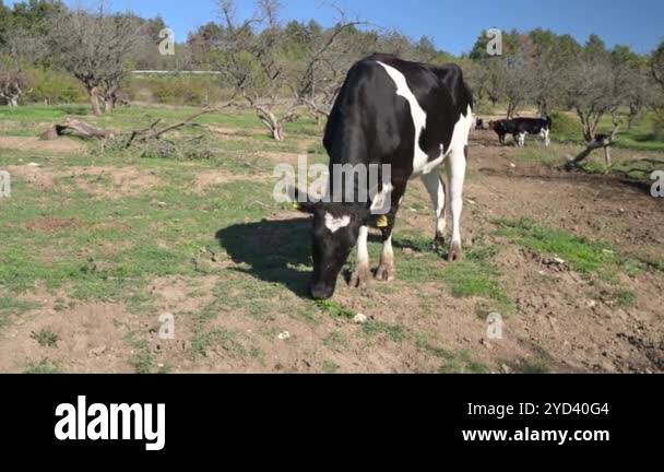 Close-up of cows standing together in a farm setting, showing their ...