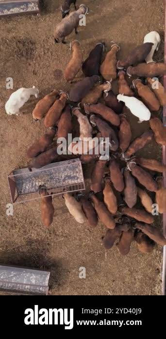 Feeding trough troughs Stock Videos & Footage - HD and 4K Video Clips ...