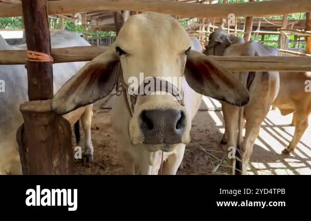 cows are eating fresh grass, agricultural feel, A herd of cows on a ...